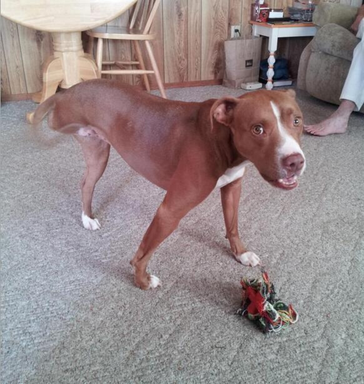 21 Fearless Dogs Who Have Only 3 Legs - The Dodo