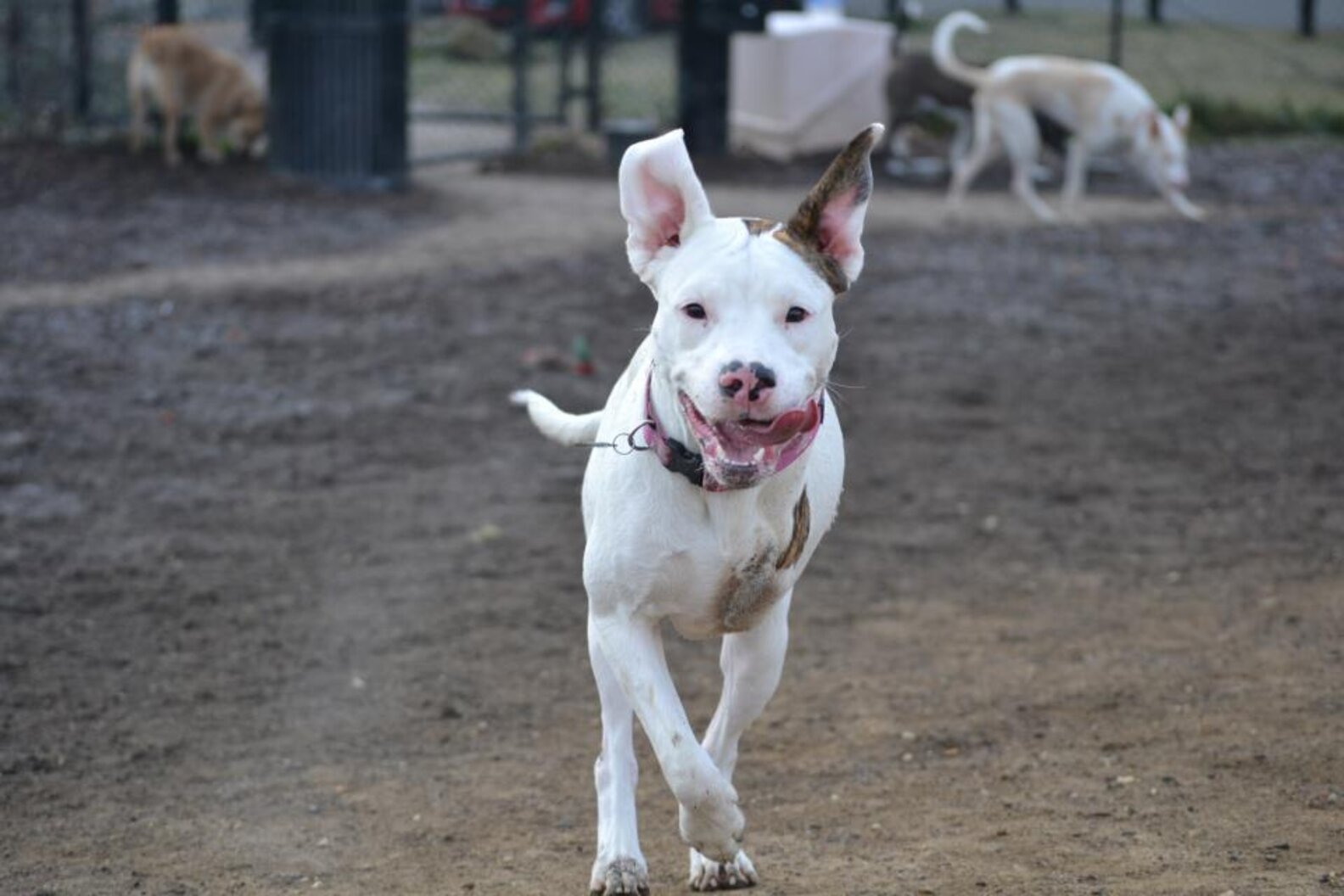 21 Fearless Dogs Who Have Only 3 Legs - The Dodo