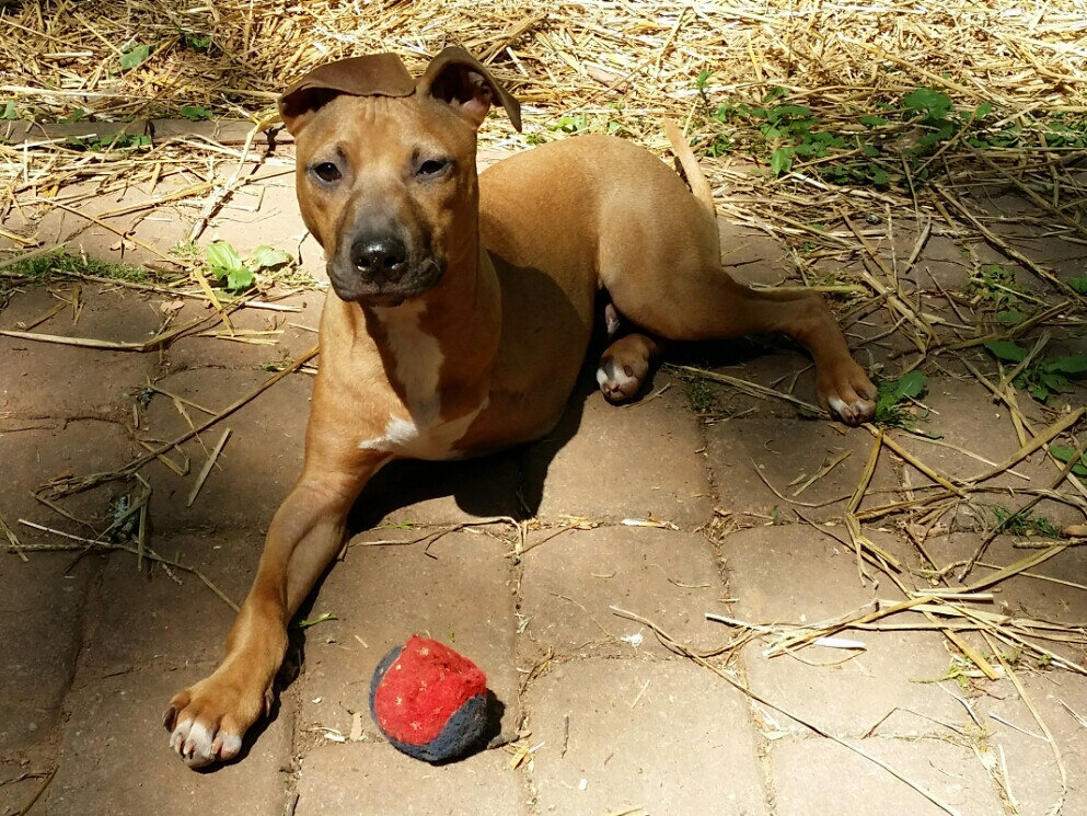 21 Fearless Dogs Who Have Only 3 Legs - The Dodo