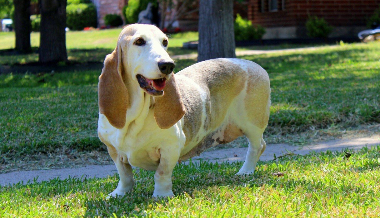 21 Fearless Dogs Who Have Only 3 Legs - The Dodo