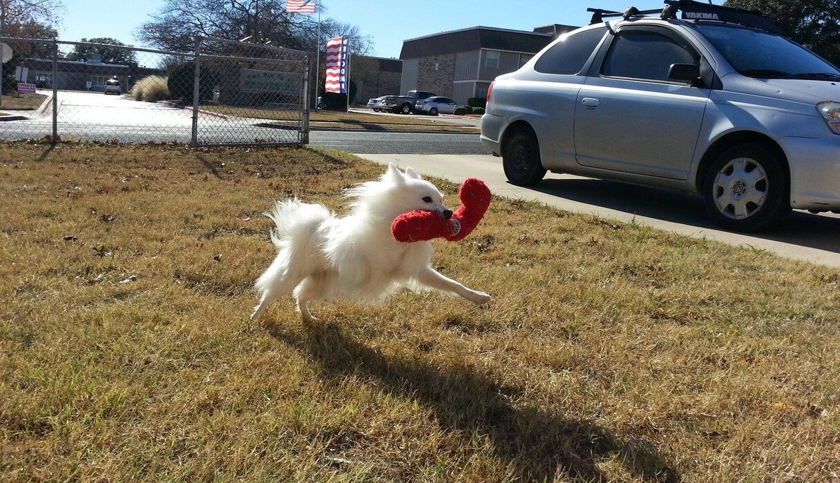 21 Fearless Dogs Who Have Only 3 Legs - The Dodo
