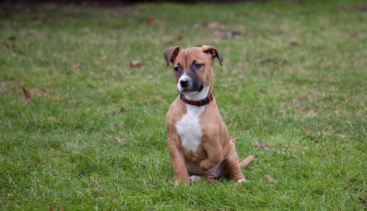 21 Fearless Dogs Who Have Only 3 Legs - The Dodo