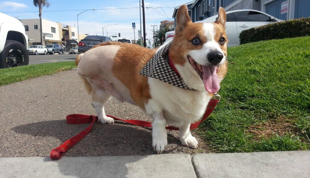 21 Fearless Dogs Who Have Only 3 Legs - The Dodo