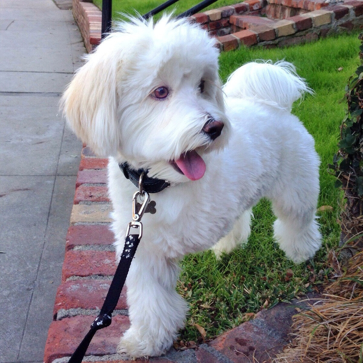 21 Fearless Dogs Who Have Only 3 Legs - The Dodo