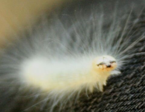 6 Furry Moths You Could Easily Take for a Pet - The Dodo