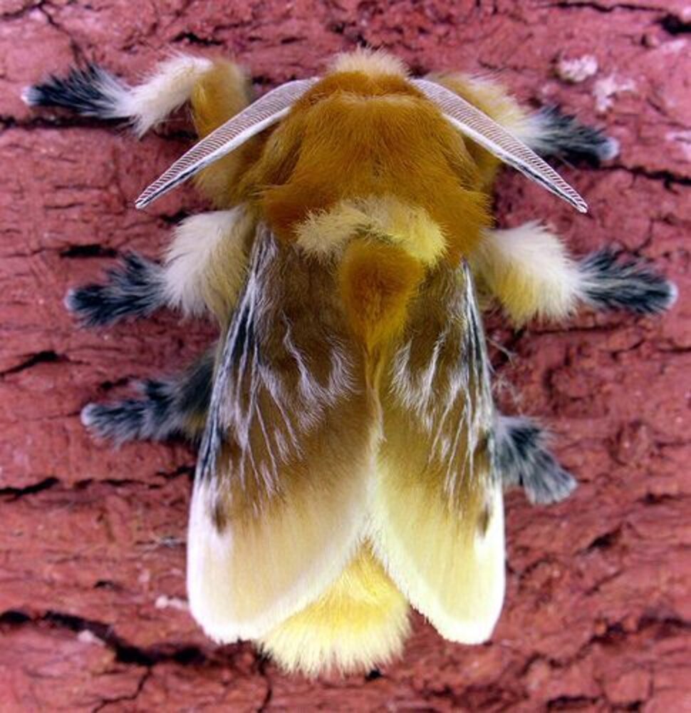 6 Furry Moths You Could Easily Take for a Pet - The Dodo