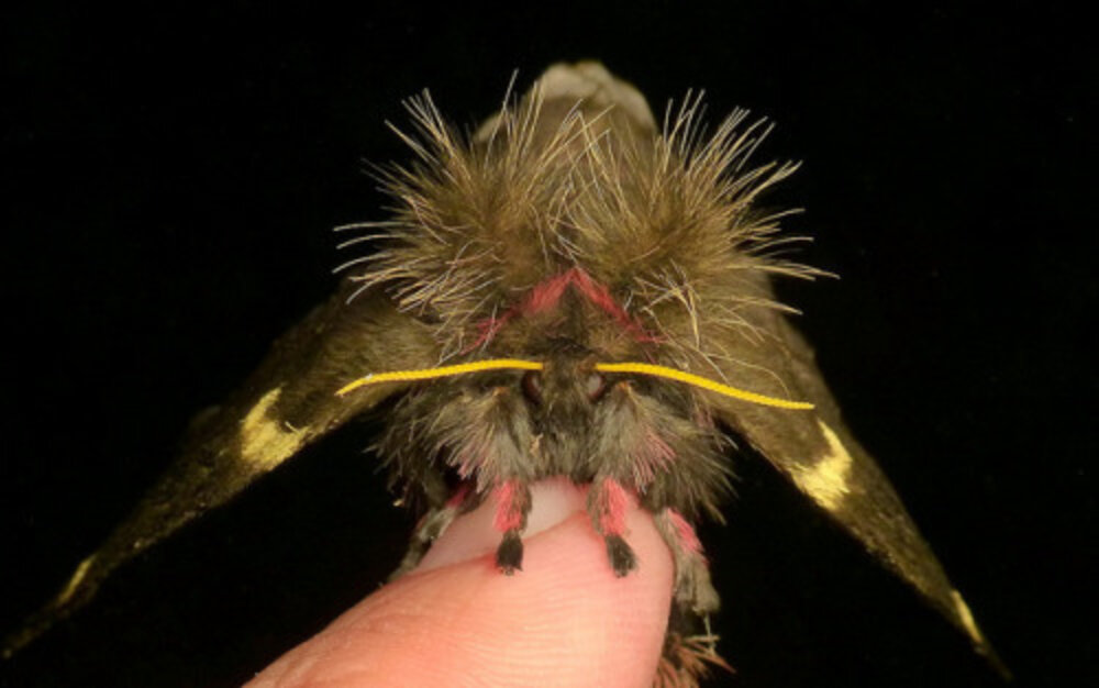 6 Furry Moths You Could Easily Take for a Pet - The Dodo