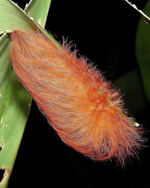 6 Furry Moths You Could Easily Take for a Pet - The Dodo