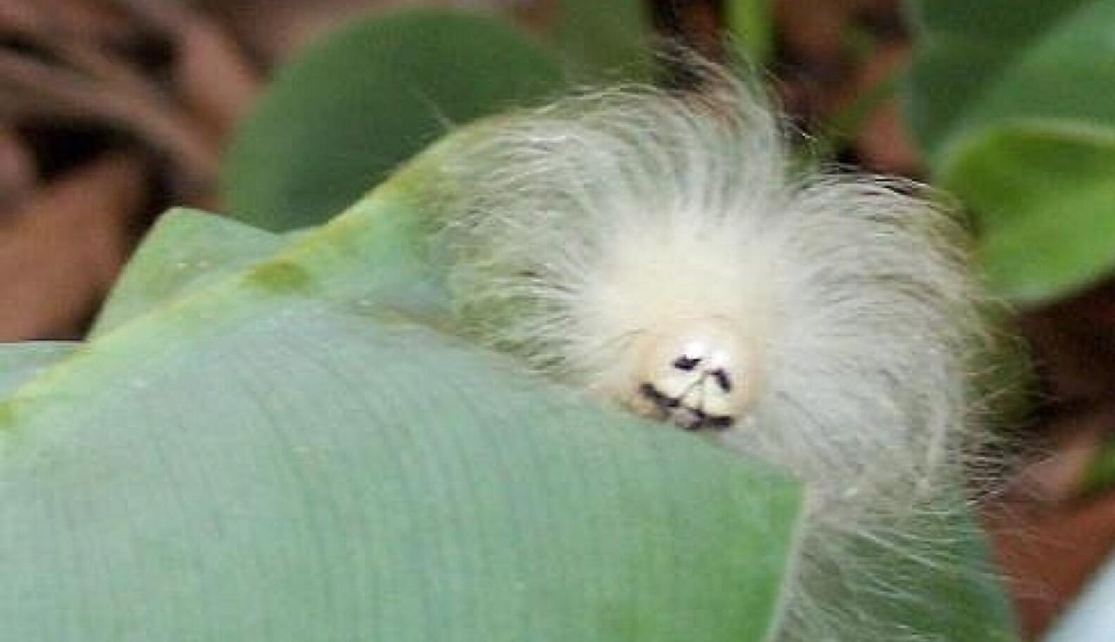 6 Furry Moths You Could Easily Take for a Pet - The Dodo