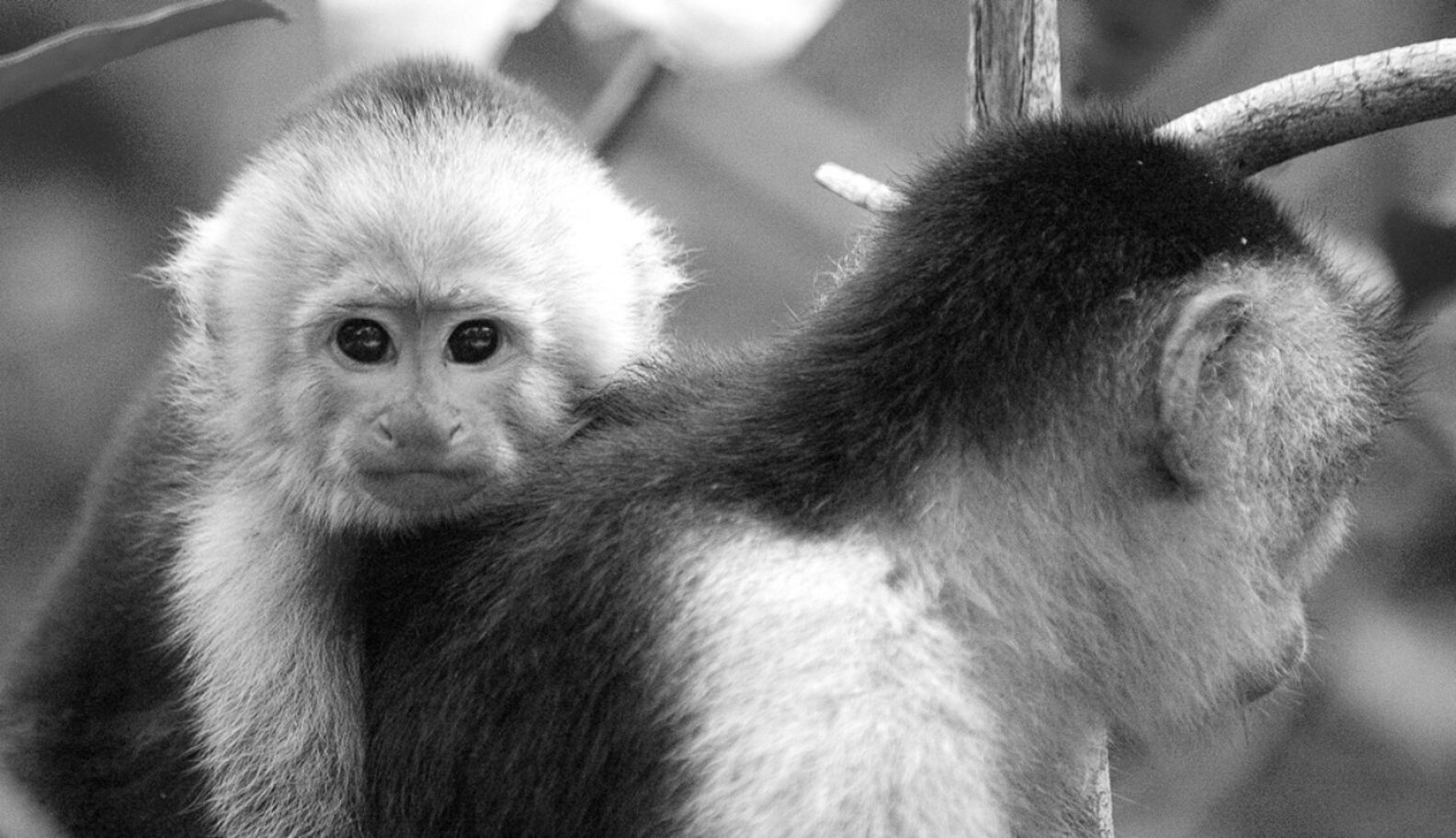 Tragic: 27 Animals Die In Fire At Troubled Zoo - The Dodo