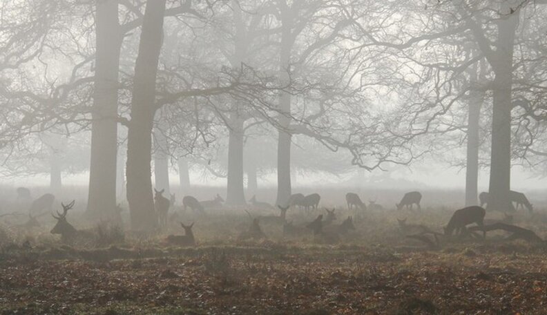 Story Behind The Shot: Ethereal Photos Of Deer In The Mist - The Dodo