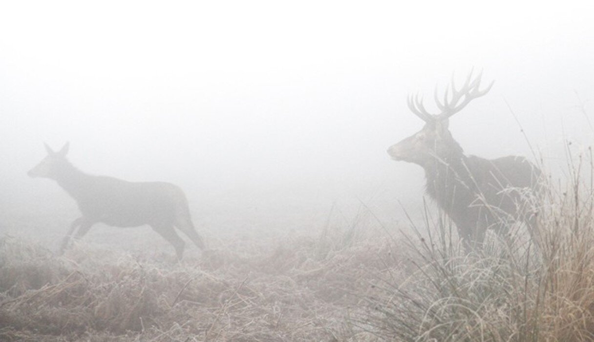 Story Behind The Shot: Ethereal Photos Of Deer In The Mist - The Dodo