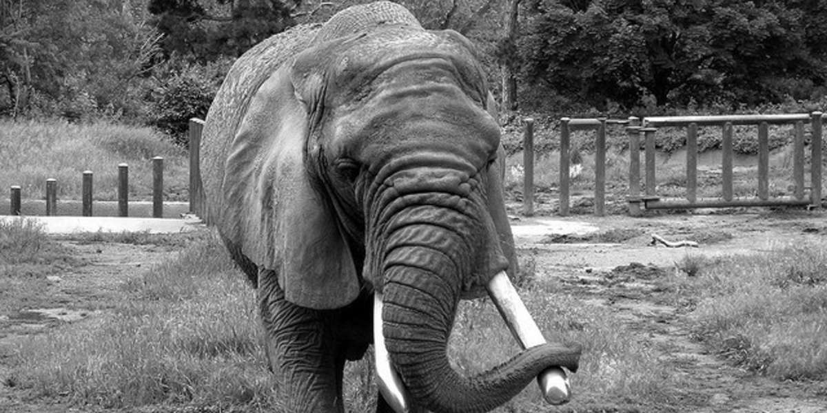 Kenyan Policeman Nabbed With Elephant Tusks - The Dodo