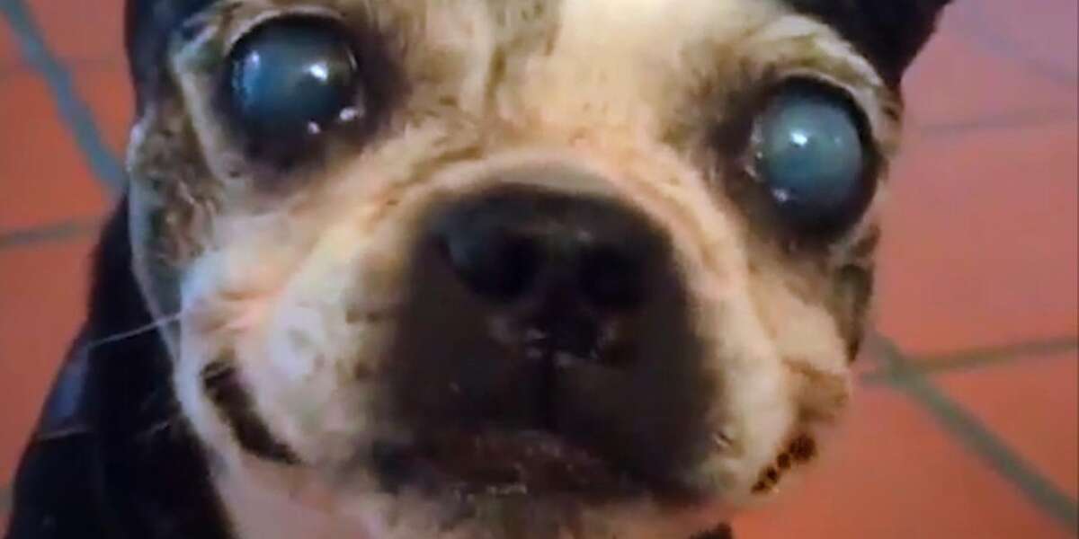 Blind Senior Dog Is A Total Diva - The Dodo