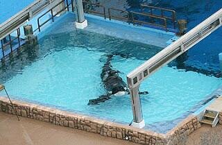 Locked up in prison 4 life if it's up 2 #SeaWorld #Blackfish #freetilly ...