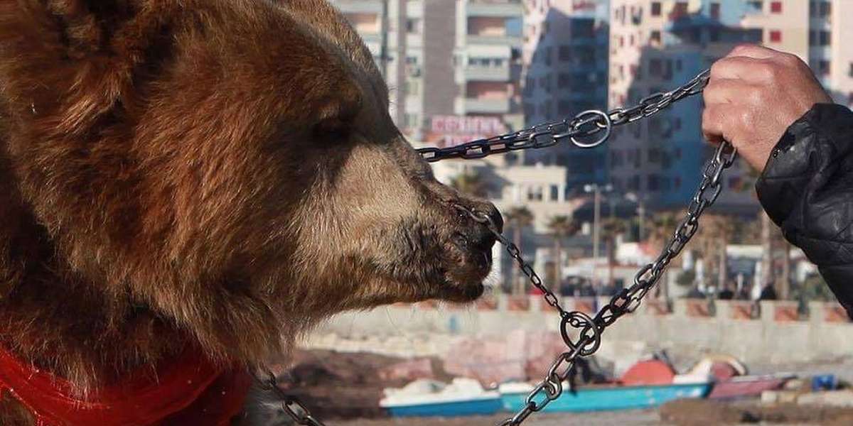 'Selfie Bear' Will Never Be Dragged By A Chain Ever Again - The Dodo