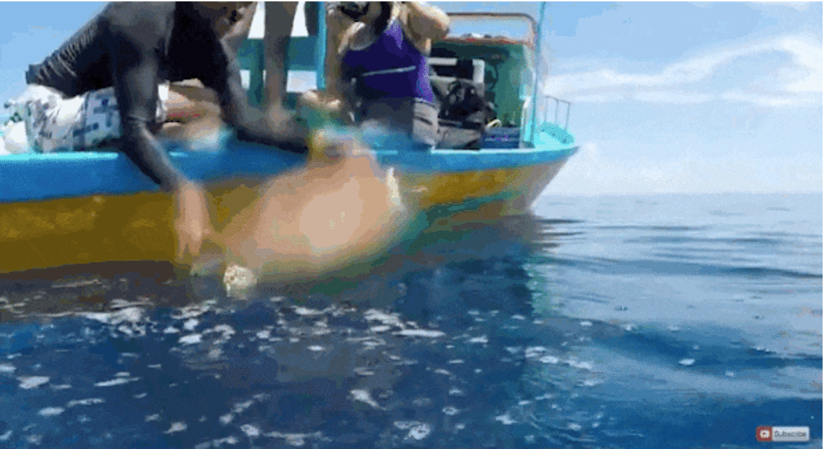 Turtle Caught In Plastic Gets Lucky Rescue From Kind Divers - The Dodo