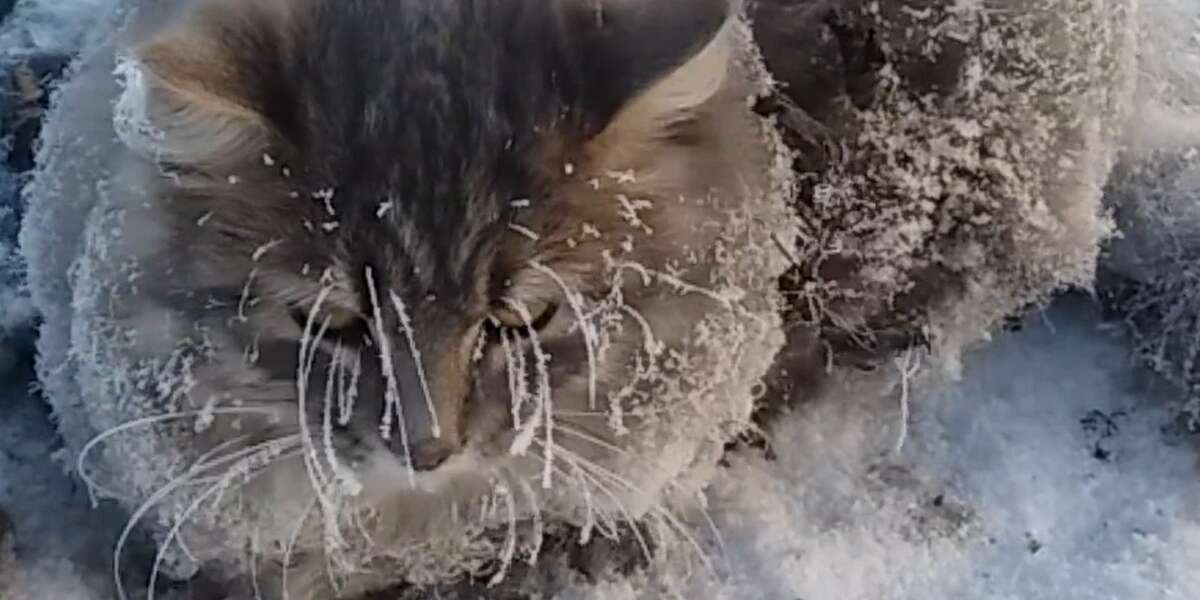 Cat Frozen To Ground Gets Rescued - The Dodo