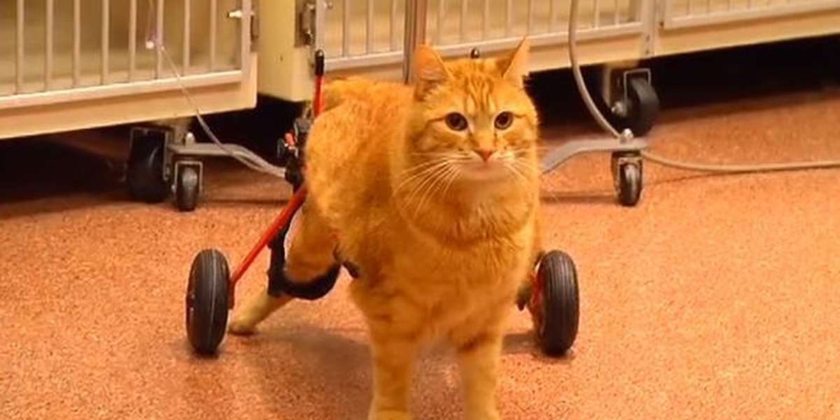 Spunky Cat With Wheelchair Still Waiting For A Family After 3 Years ...