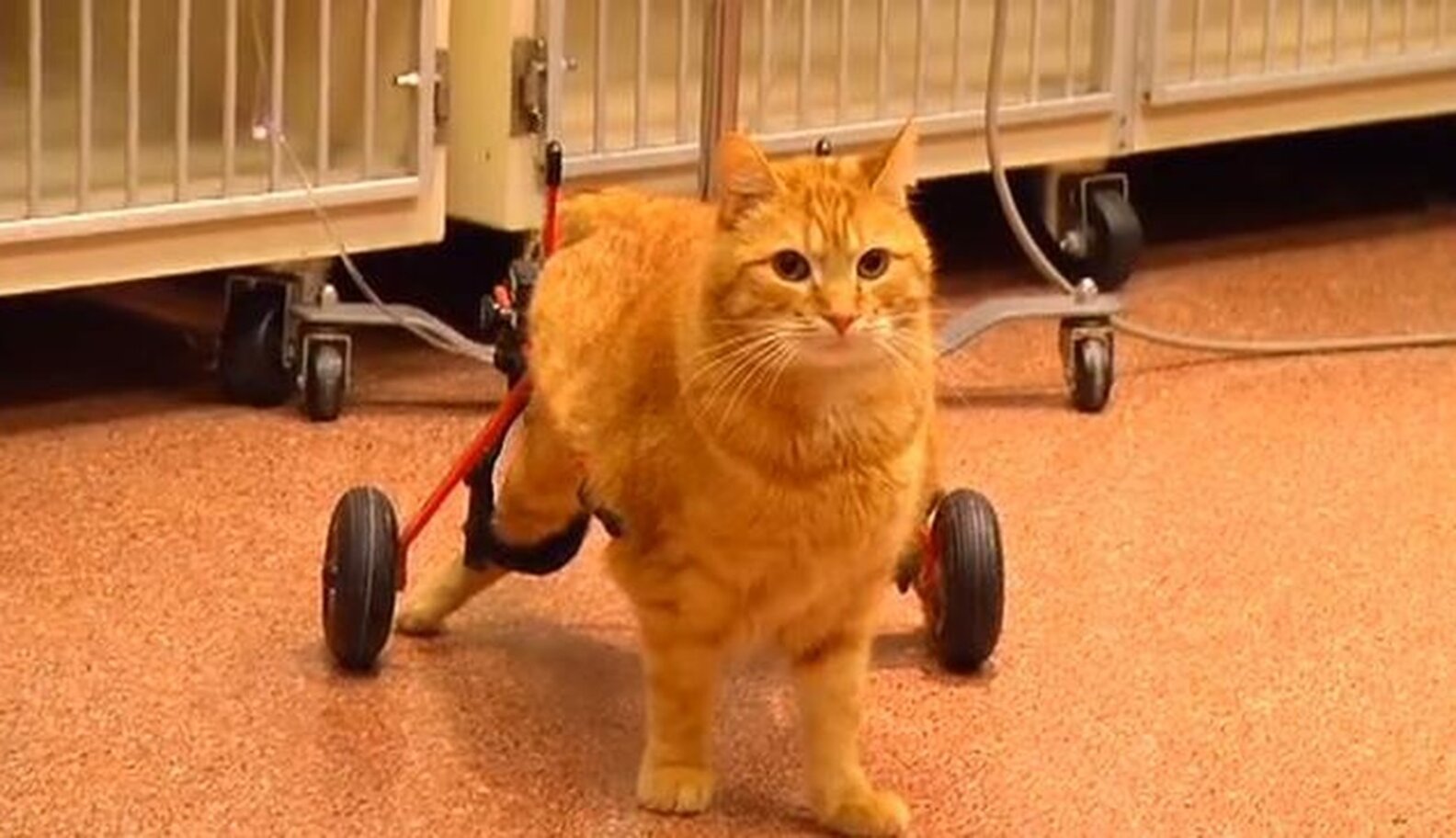 Spunky Cat With Wheelchair Still Waiting For A Family After 3 Years ...
