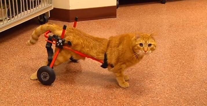 Spunky Cat With Wheelchair Still Waiting For A Family After 3 Years ...