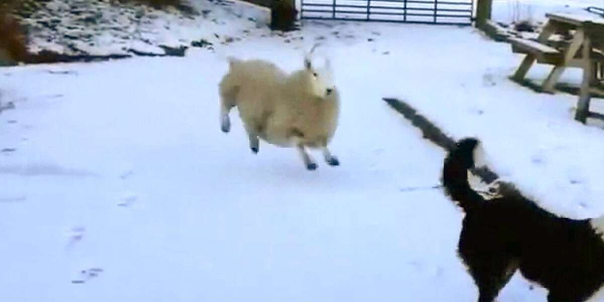 Sheep Has Found The Secret To Being A Dog - The Dodo