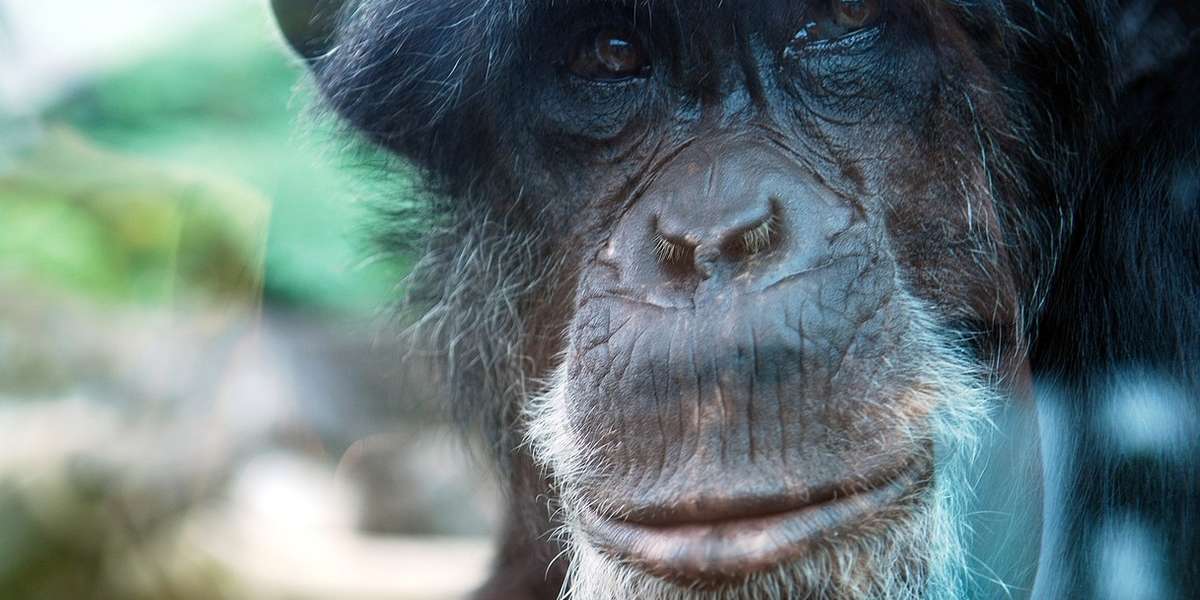 Escaped Chimp Adam Found Dead Days After His Mate, Eve, Is Killed - The ...