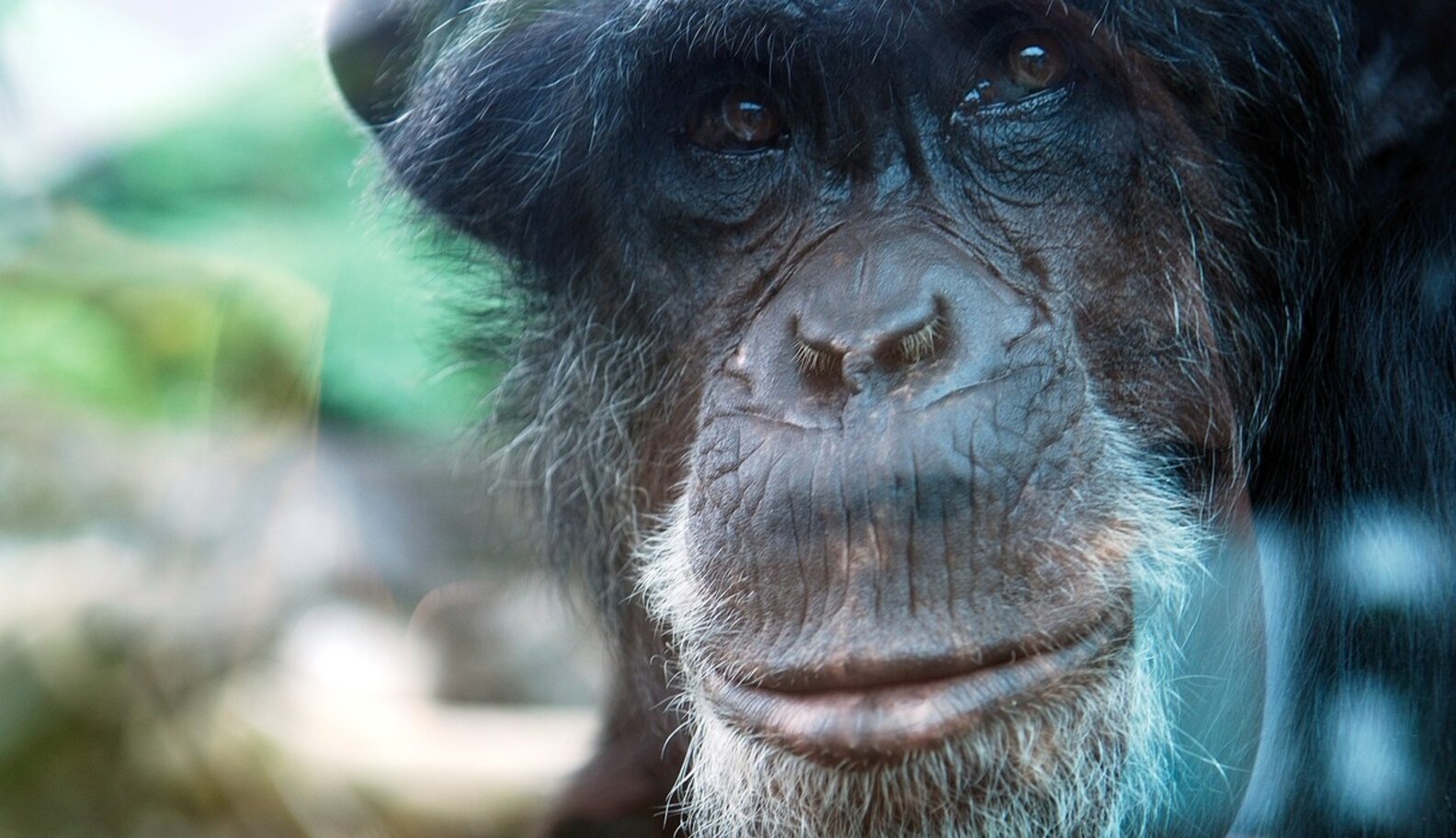 Escaped Chimp Adam Found Dead Days After His Mate, Eve, Is Killed - The ...