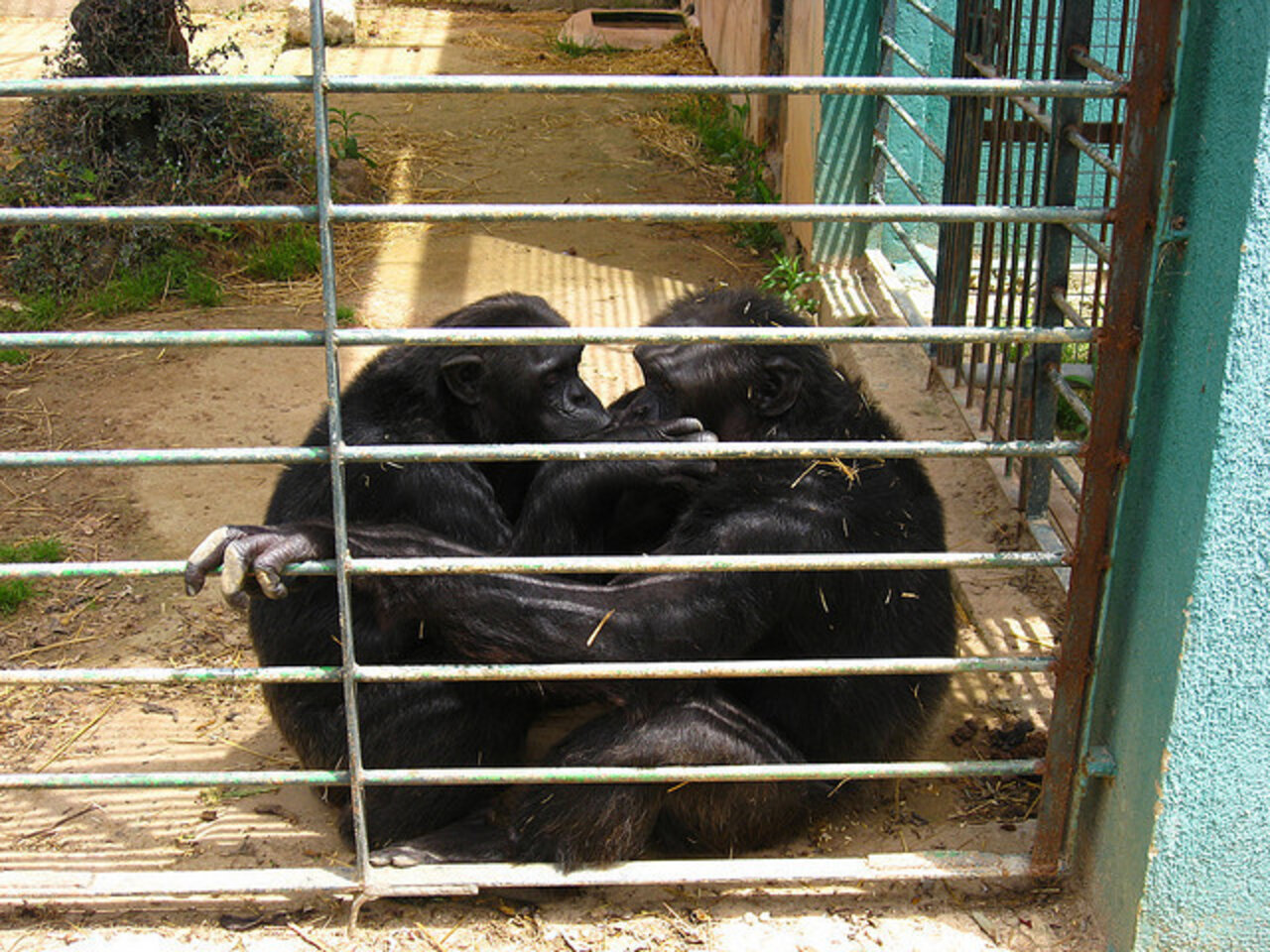 Escaped Chimp Adam Found Dead Days After His Mate, Eve, Is Killed - The ...