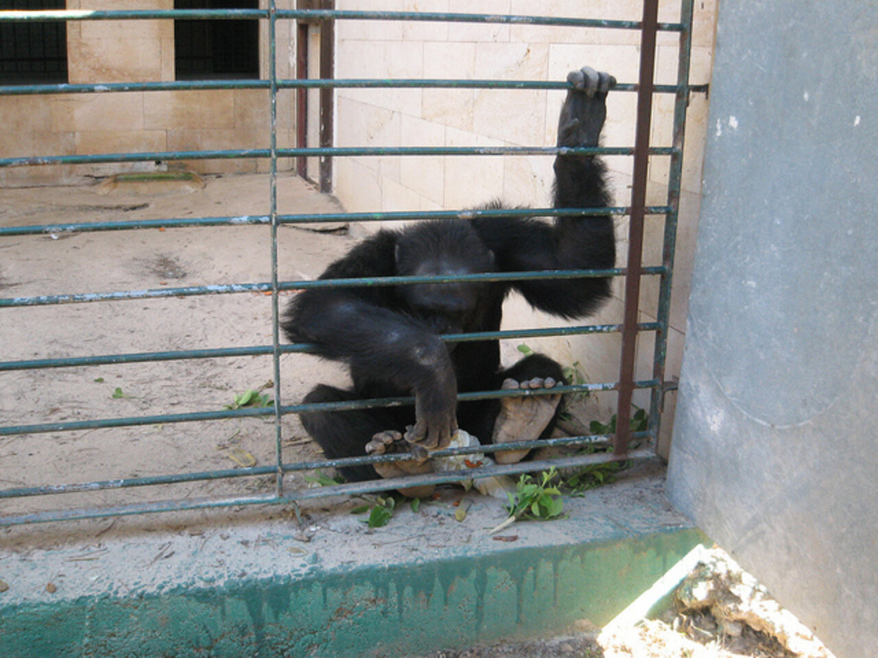 Escaped Chimp Adam Found Dead Days After His Mate, Eve, Is Killed - The ...