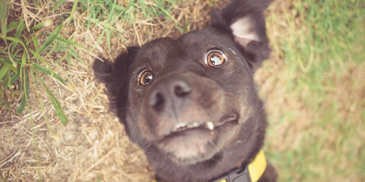 Help Your Pets Avoid These Skin-Crawling Encounters With Ticks - The Dodo