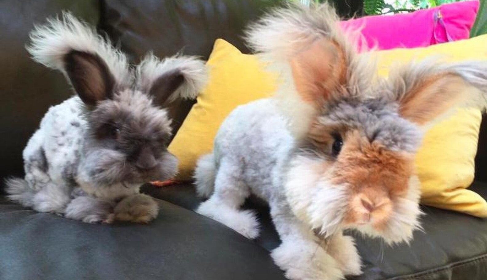 World's Cutest Rabbit Gets An Even Cuter Girlfriend - The Dodo