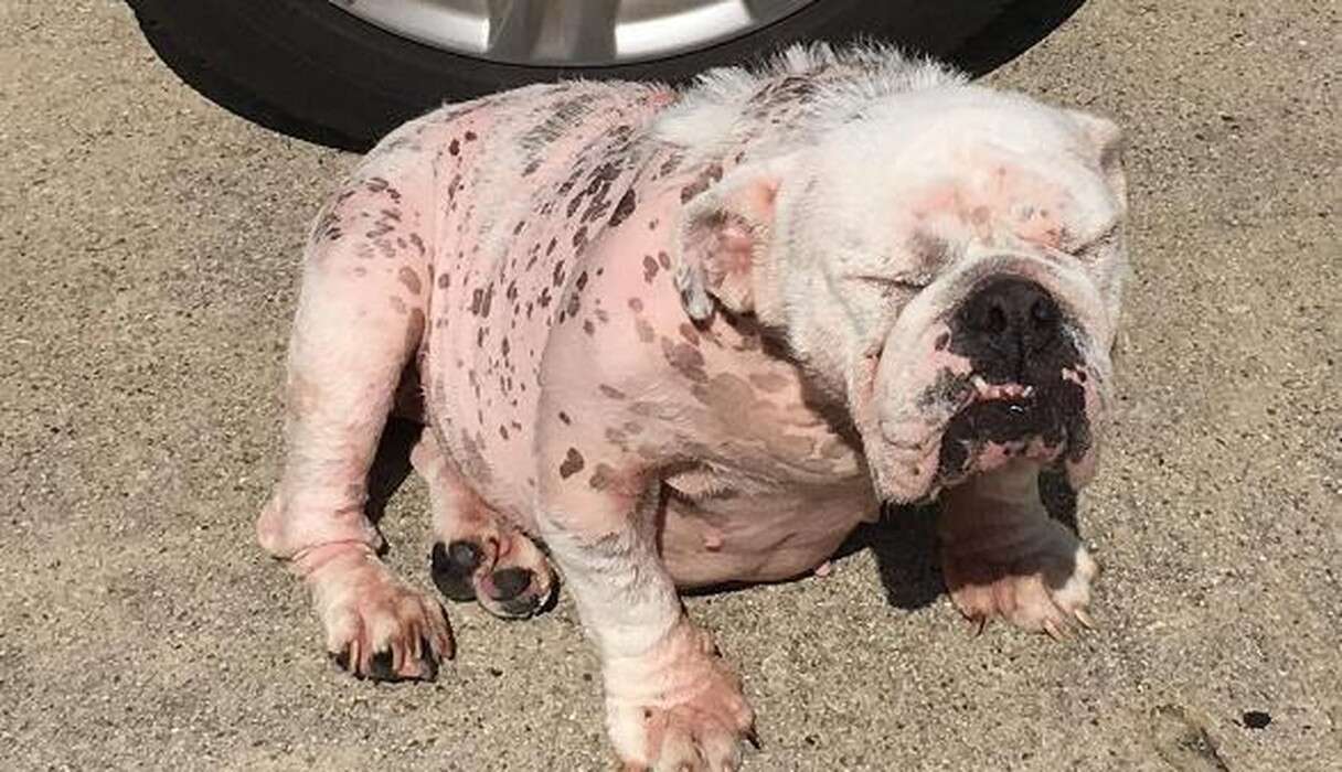 Mini English Bulldog Puppies For Adoption