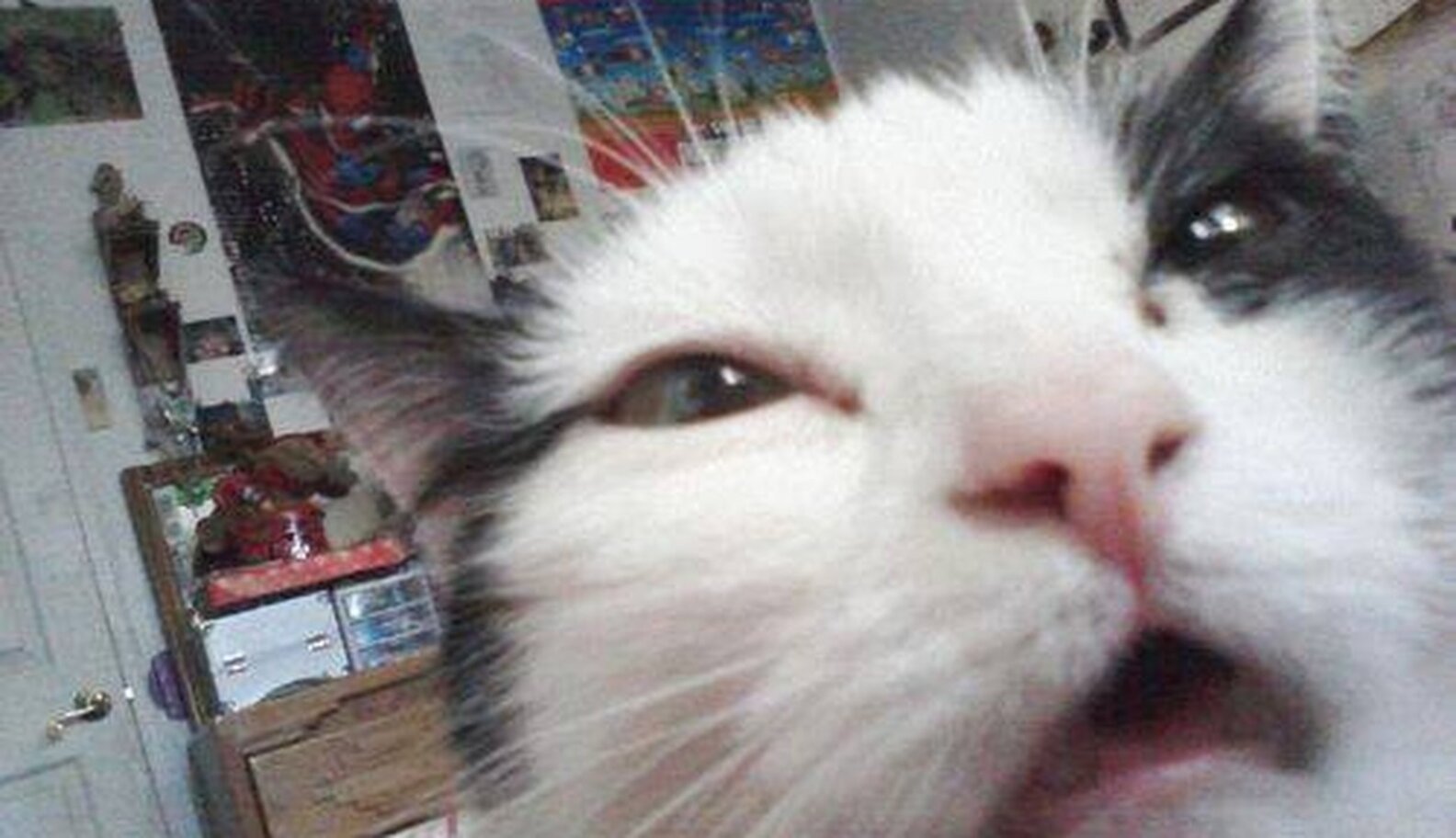 15 Cats Who Have Serious Morning-Face Right Now - The Dodo