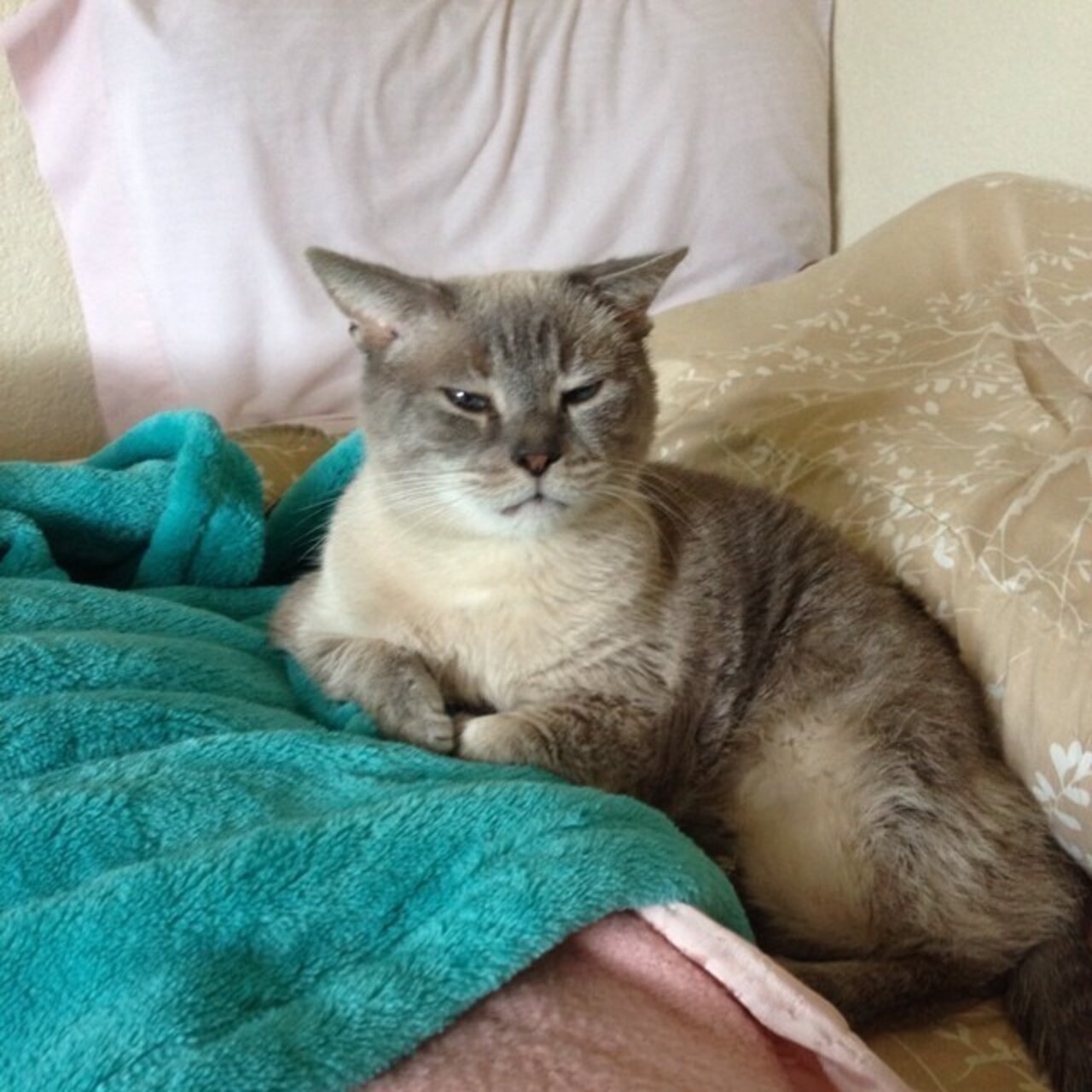 15 Cats Who Have Serious Morning-Face Right Now - The Dodo