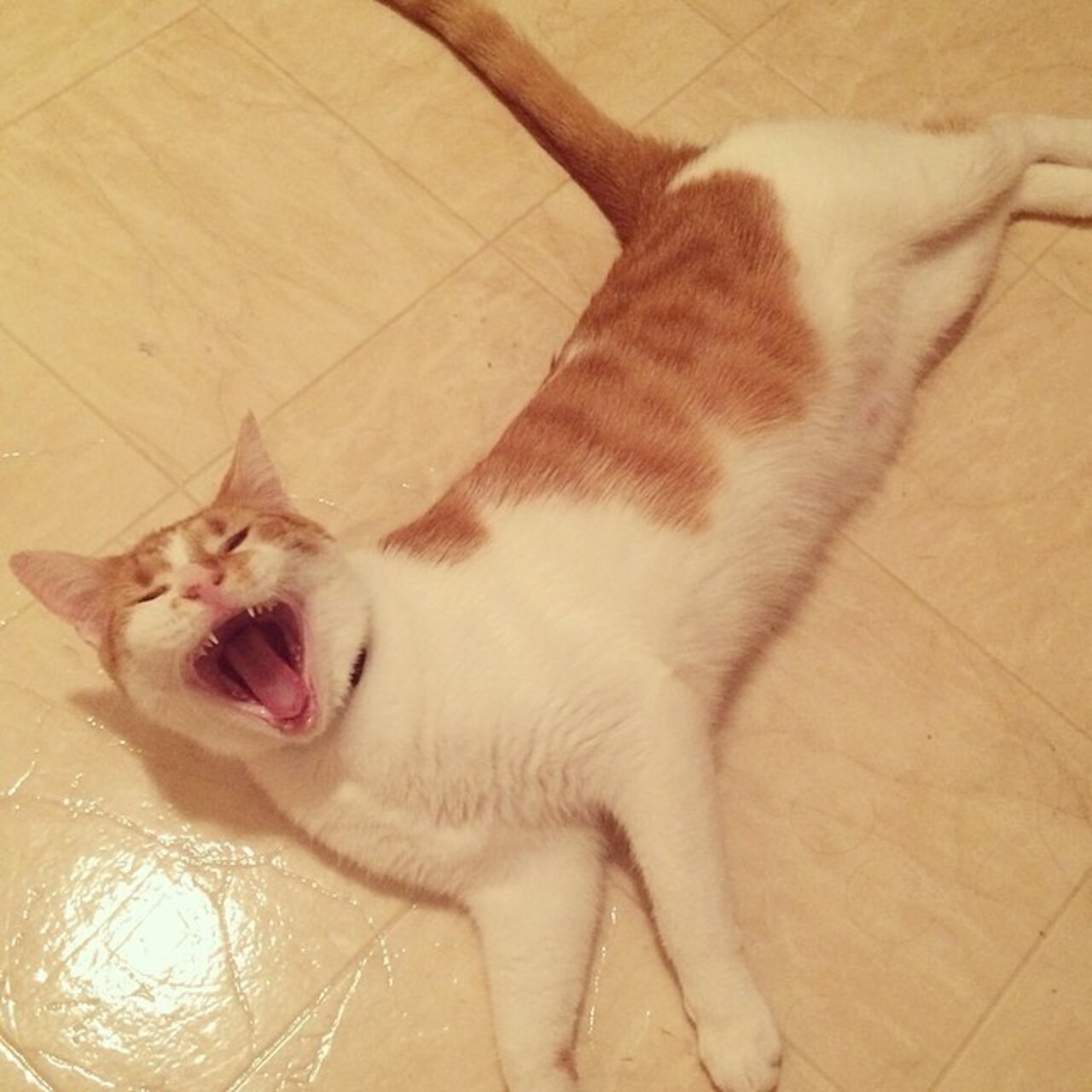 15 Cats Who Have Serious Morning-Face Right Now - The Dodo