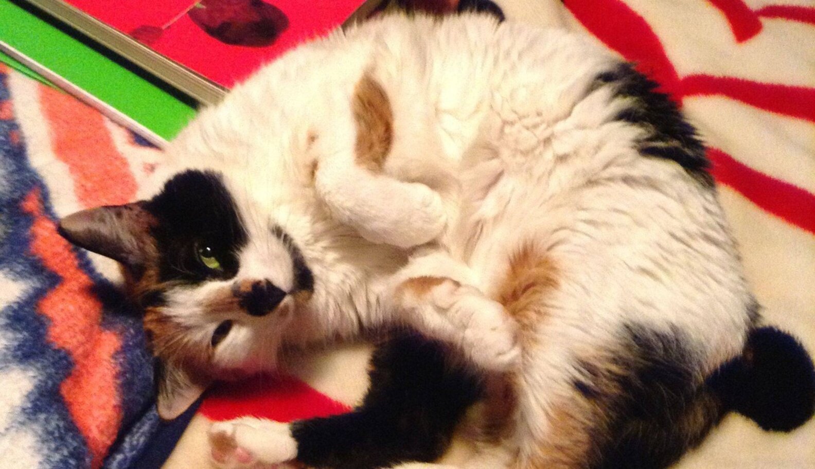 15 Cats Who Have Serious Morning-Face Right Now - The Dodo