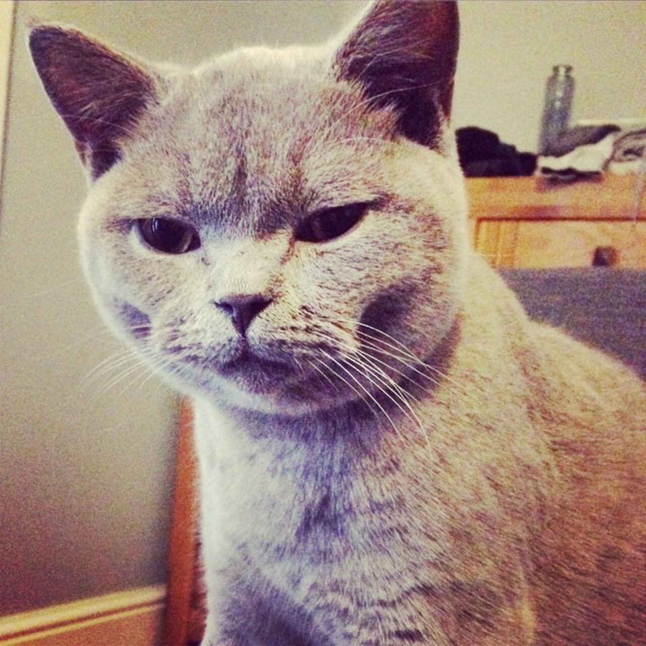 15 Cats Who Have Serious Morning-Face Right Now - The Dodo
