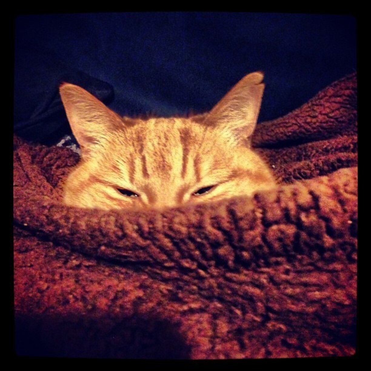 15 Cats Who Have Serious Morning-Face Right Now - The Dodo