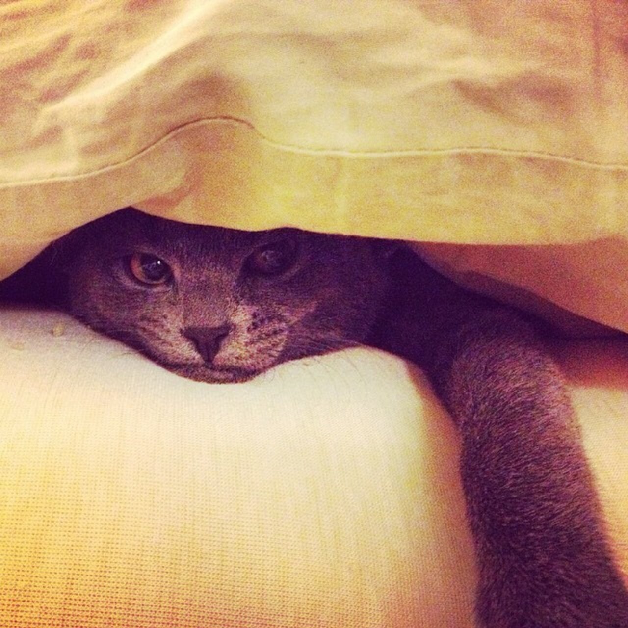 15 Cats Who Have Serious Morning-Face Right Now - The Dodo