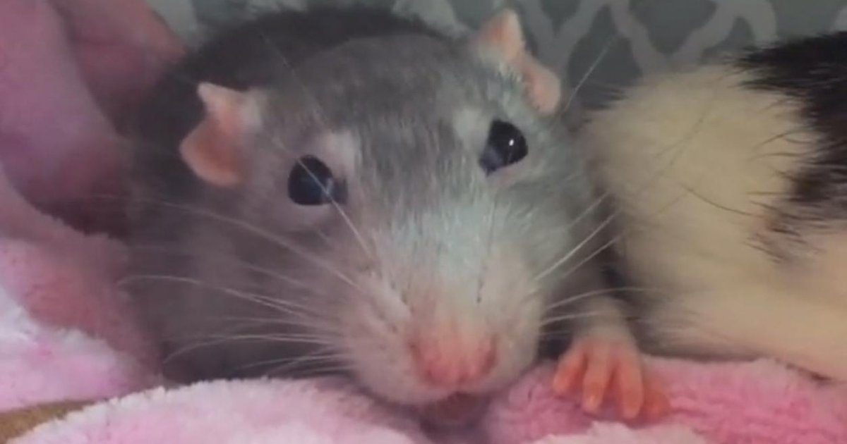 Rescue Rats Are Completely Spoiled - The Dodo