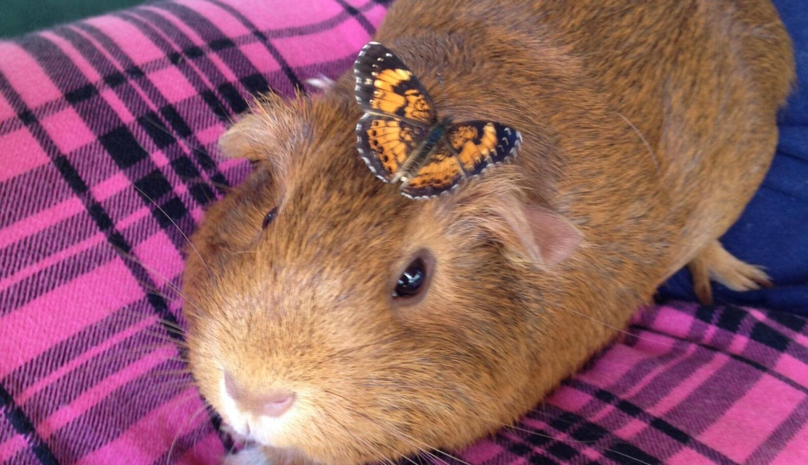 19 Guinea Pigs You Can't Believe Even Exist - The Dodo