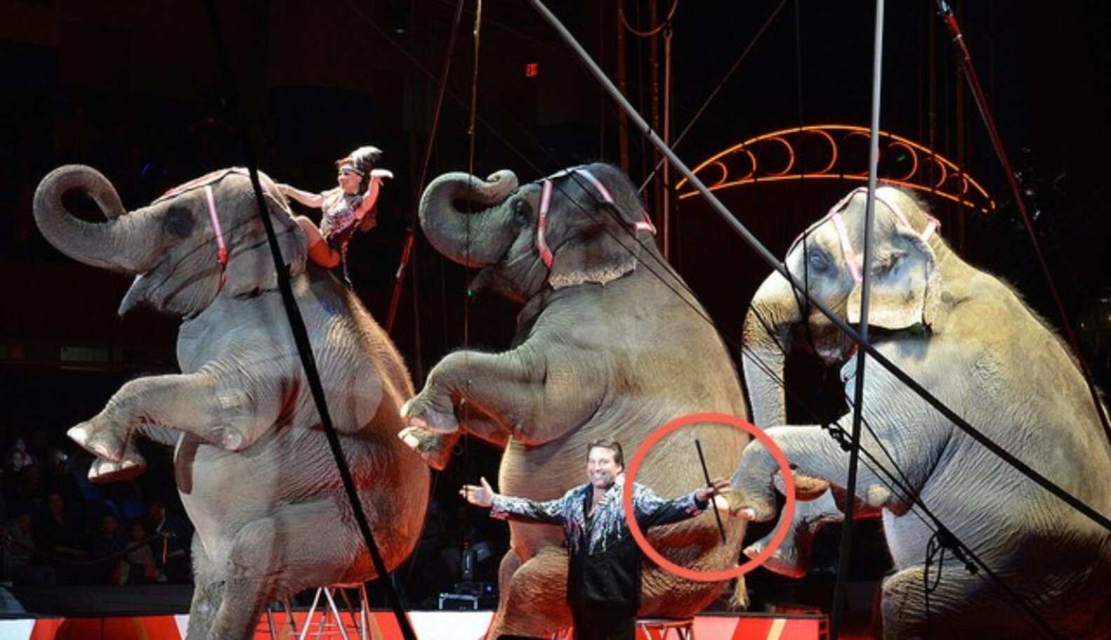 The One Simple Reason Why Performing Elephants Are Never Happy ...