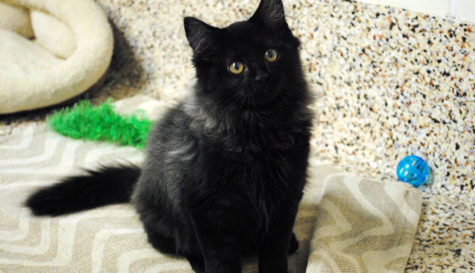 Blind Shelter Kitten Has His Very Own Seeing-Eye Cat - The Dodo