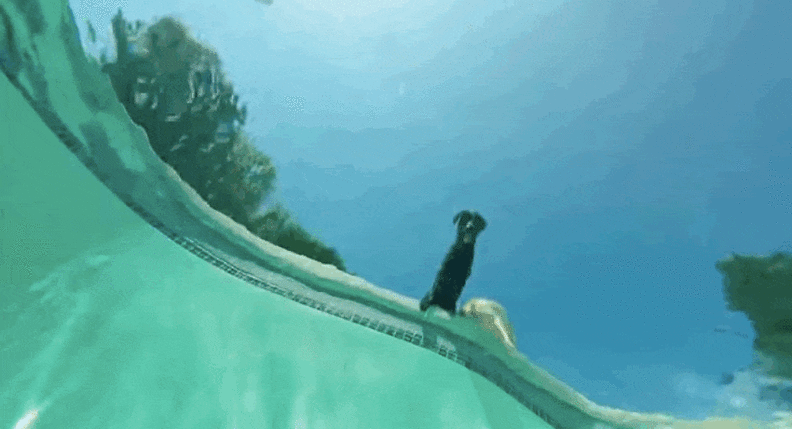 Underwater Camera Captures Diving Dog's Incredible Game Of Fetch - The Dodo