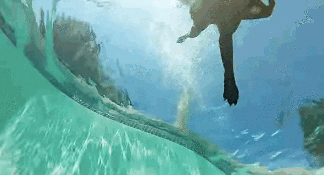 Underwater Camera Captures Diving Dog's Incredible Game Of Fetch - The Dodo