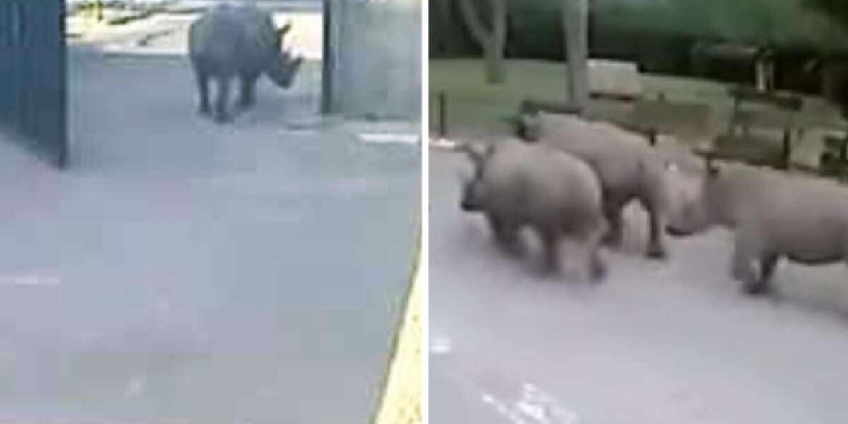 Rhinos At This Zoo Keep Figuring Out How To Escape - The Dodo