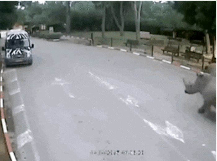 Rhinos At This Zoo Keep Figuring Out How To Escape - The Dodo