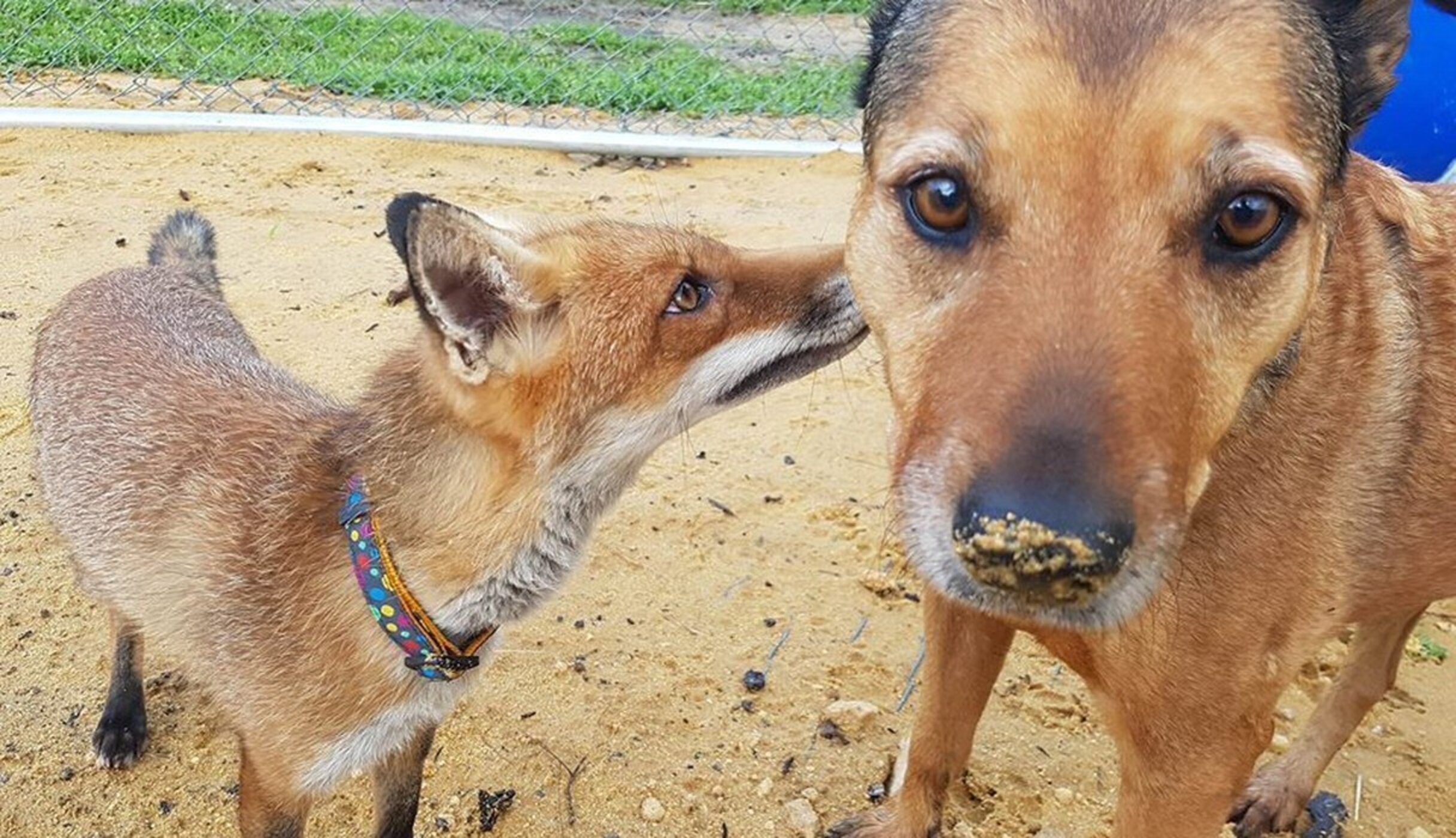 Rescue Dog Is The Best Mom To Lonely Orphaned Fox - The Dodo