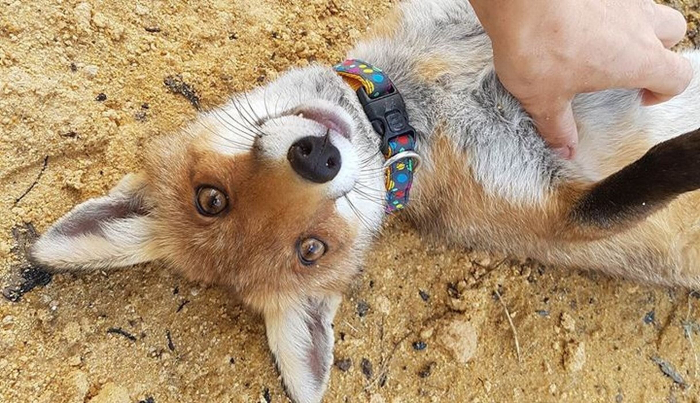 Rescue Dog Is The Best Mom To Lonely Orphaned Fox - The Dodo